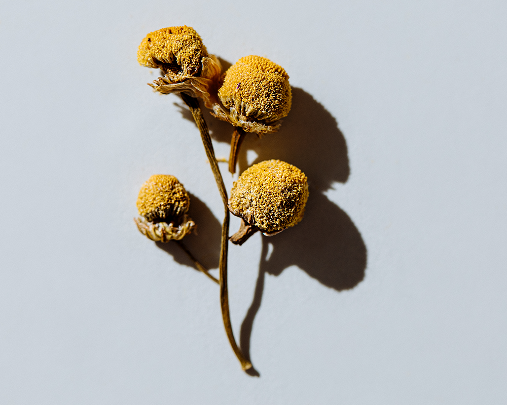 Your Guide to Botanicals and Herbal Tea Ingredients | Art of Tea