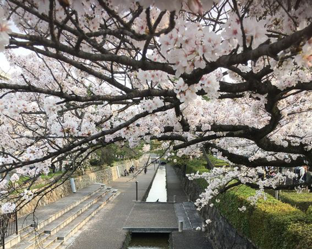 Art of Tea in Japan | Japanese Teas | Art of Tea